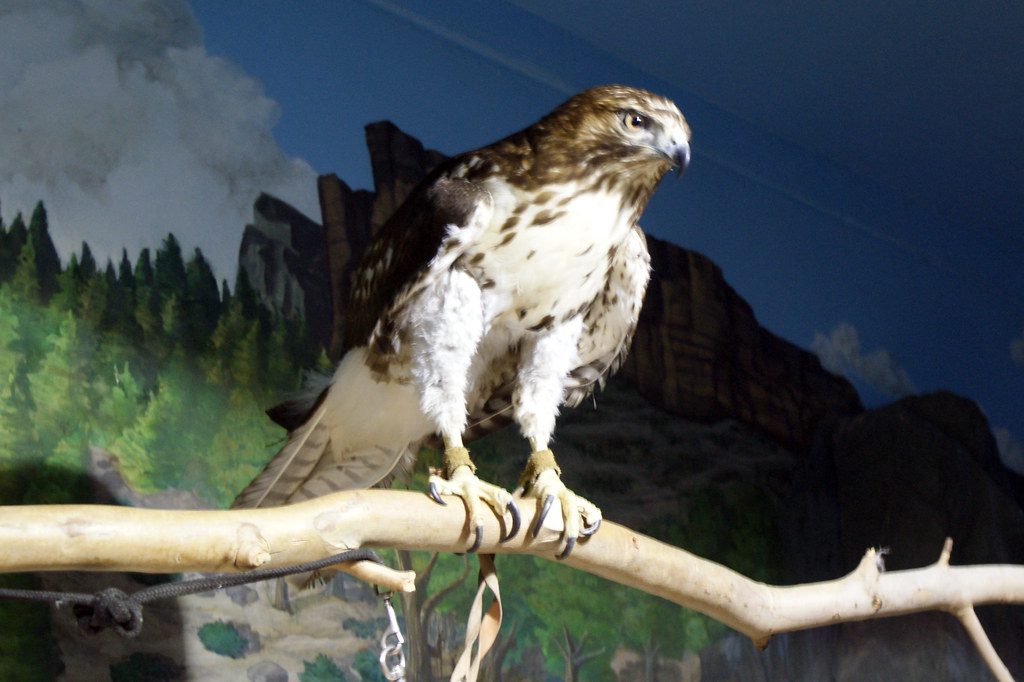 Discover diverse wildlife at Wildlife World Zoo, Aquarium & Safari Park ...
